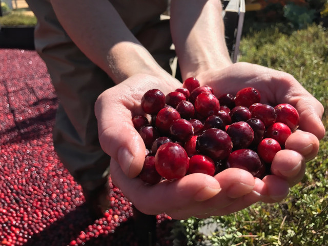 Cranberry farmers look to sweeten income by pairing crop with solar ...