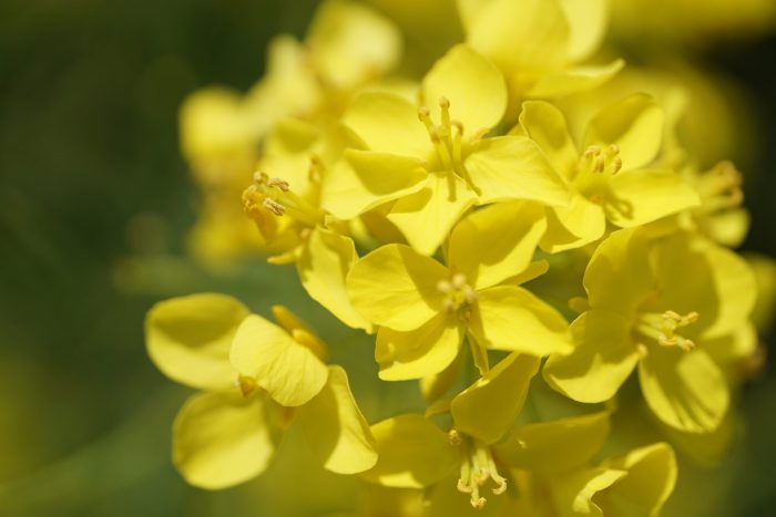 Biofuels From Canola Straw - ONE Only Natural Energy